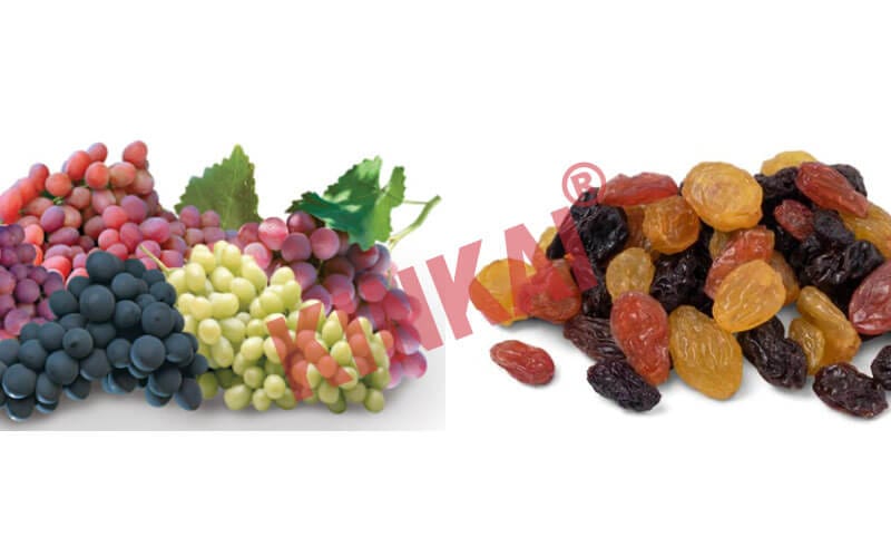 How to Dry Grapes? | Heat Pump Dehydrator Manufacturer
